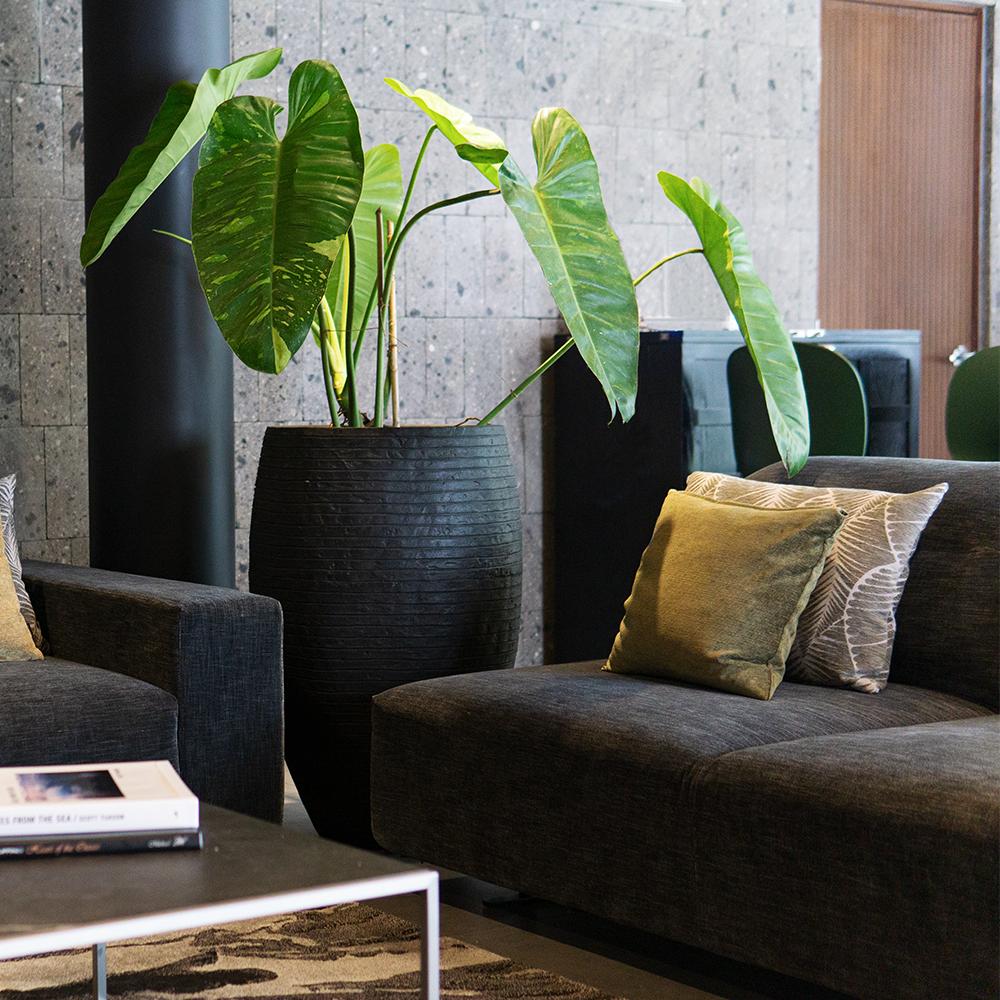 Capi – Qach Lifestyle & Garden